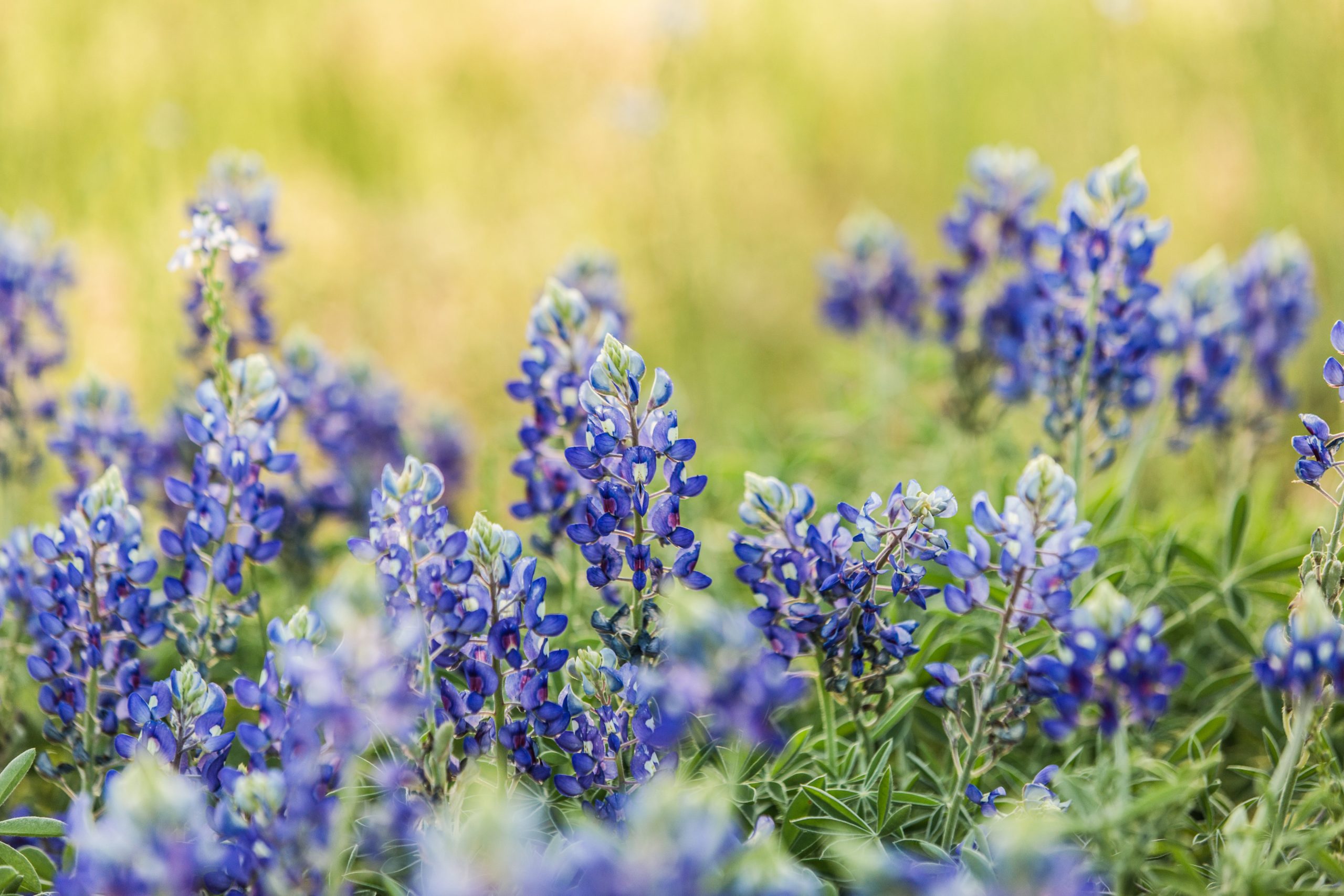 Spring Creek Growers Nursery